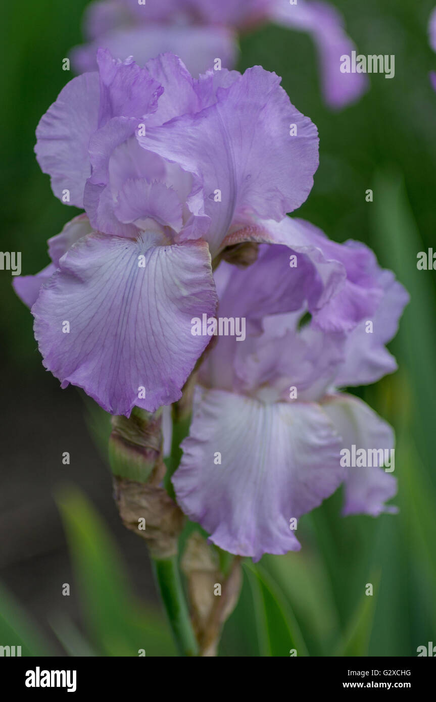 Lush colorful iris flowers cloes up Stock Photo - Alamy