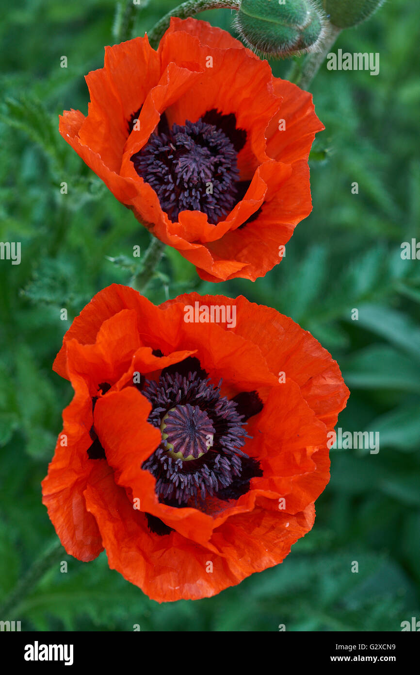 Close up of two poppies hi-res stock photography and images - Alamy