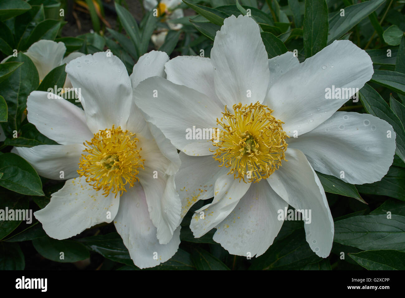 Peonies High Resolution Stock Photography and Images - Alamy