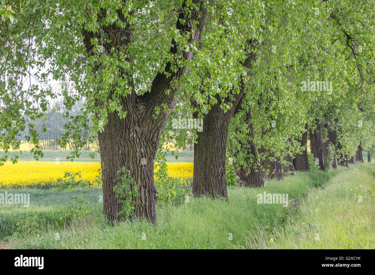 Populus balsamifera hi-res stock photography and images - Alamy
