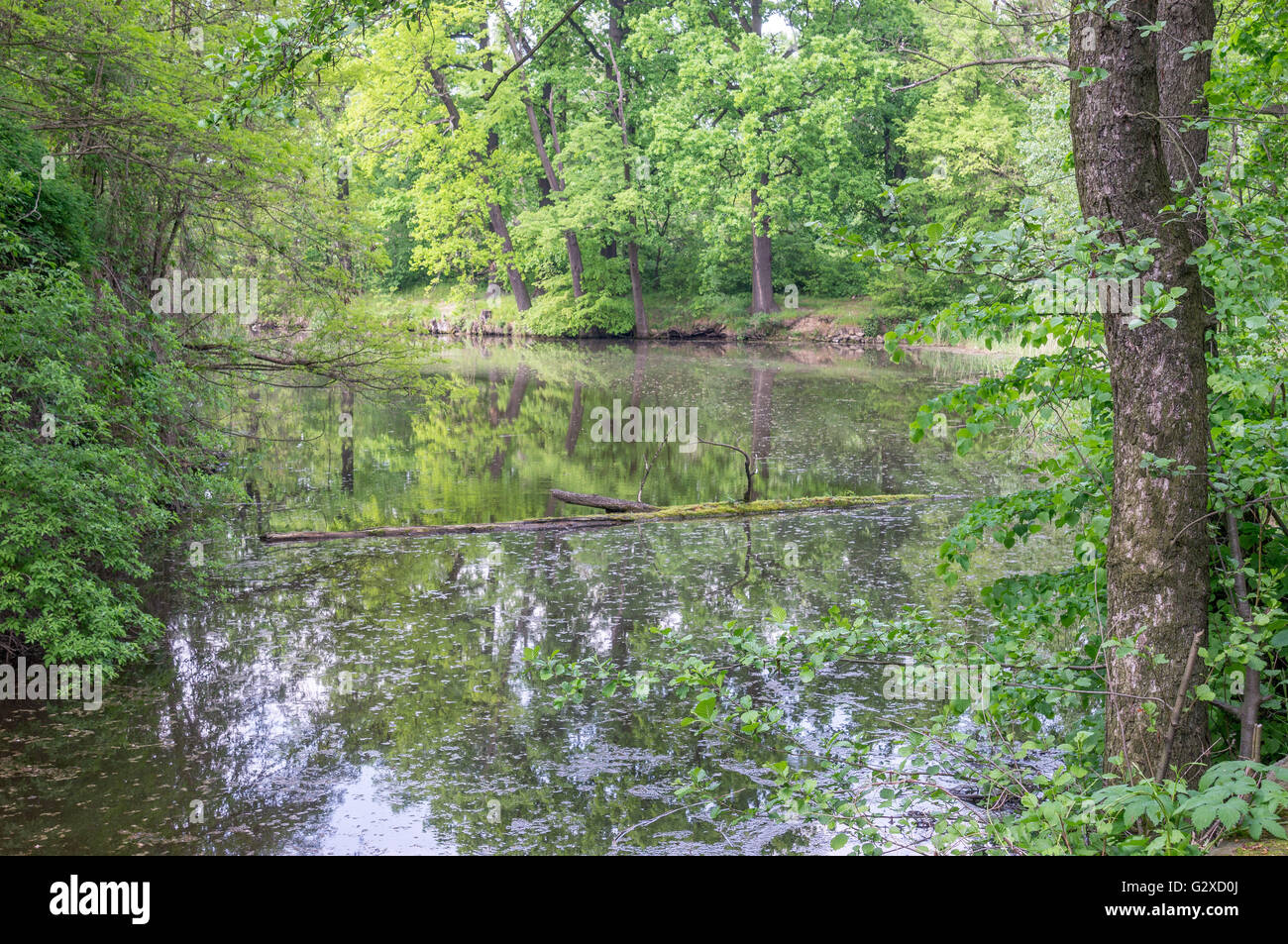 Rampant lush spring greenery on the pond's bank Stock Photo - Alamy