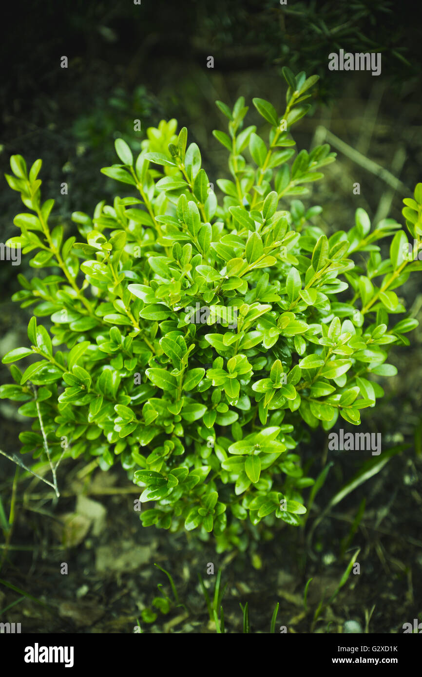 Boxwood botanical hi-res stock photography and images - Alamy