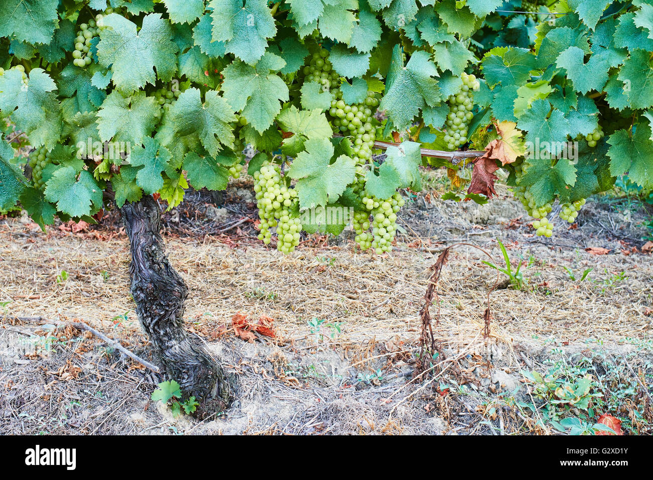 White Muscat grapevines full of almost ripe bunches of white grape ...