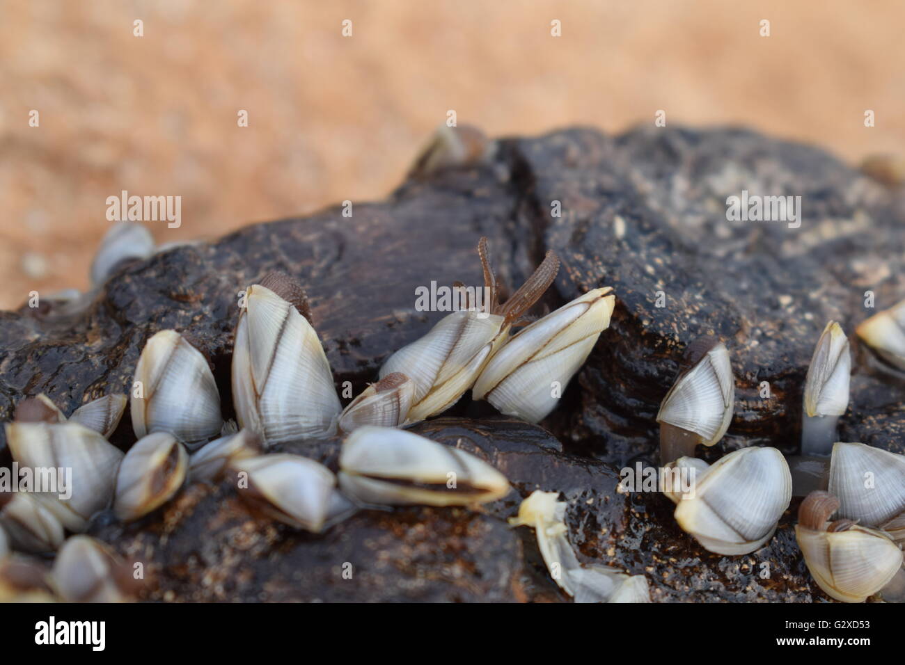 Close up of mussels on a rock Stock Photo - Alamy