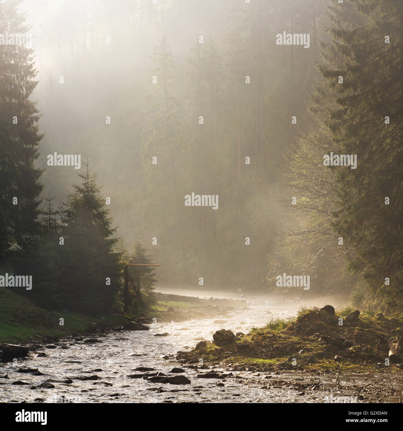 Sun rays river forest hi-res stock photography and images - Alamy