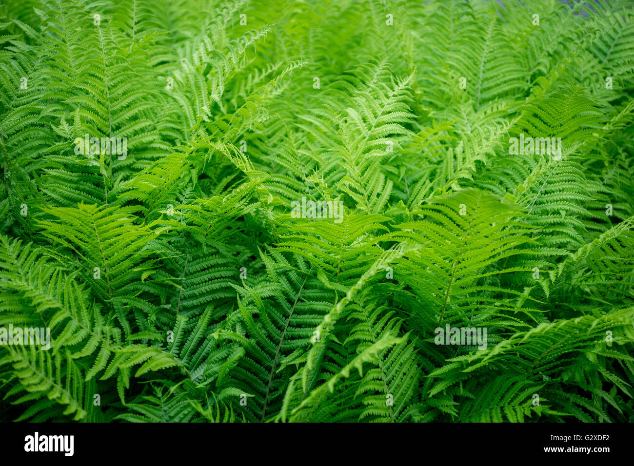 Common male fern hi-res stock photography and images - Alamy