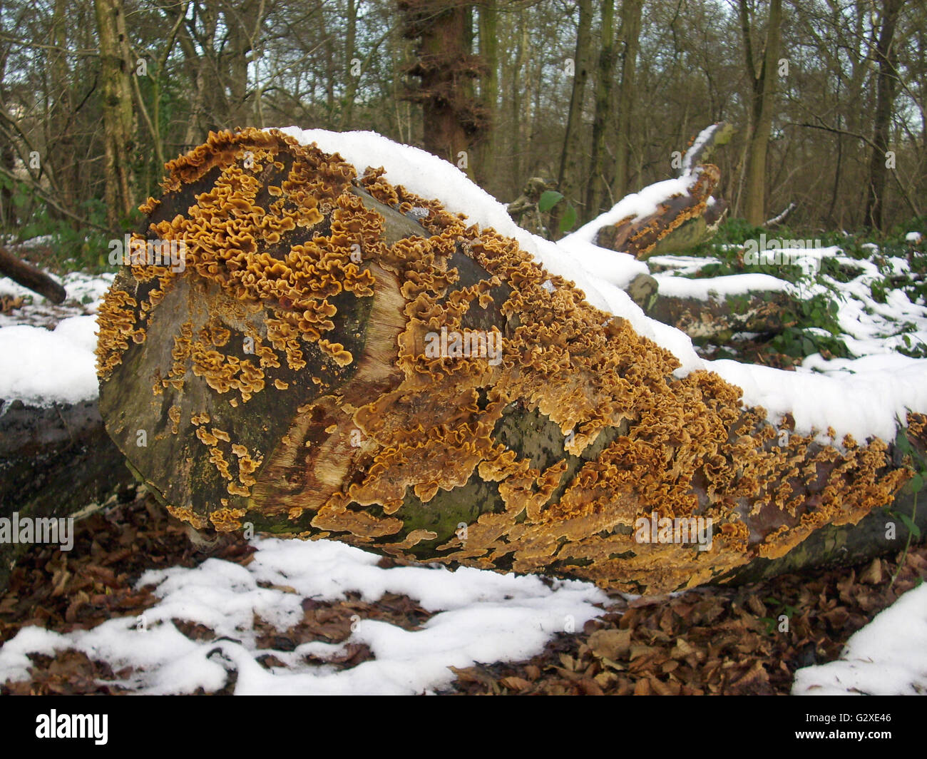 Crust fungus hi-res stock photography and images - Alamy