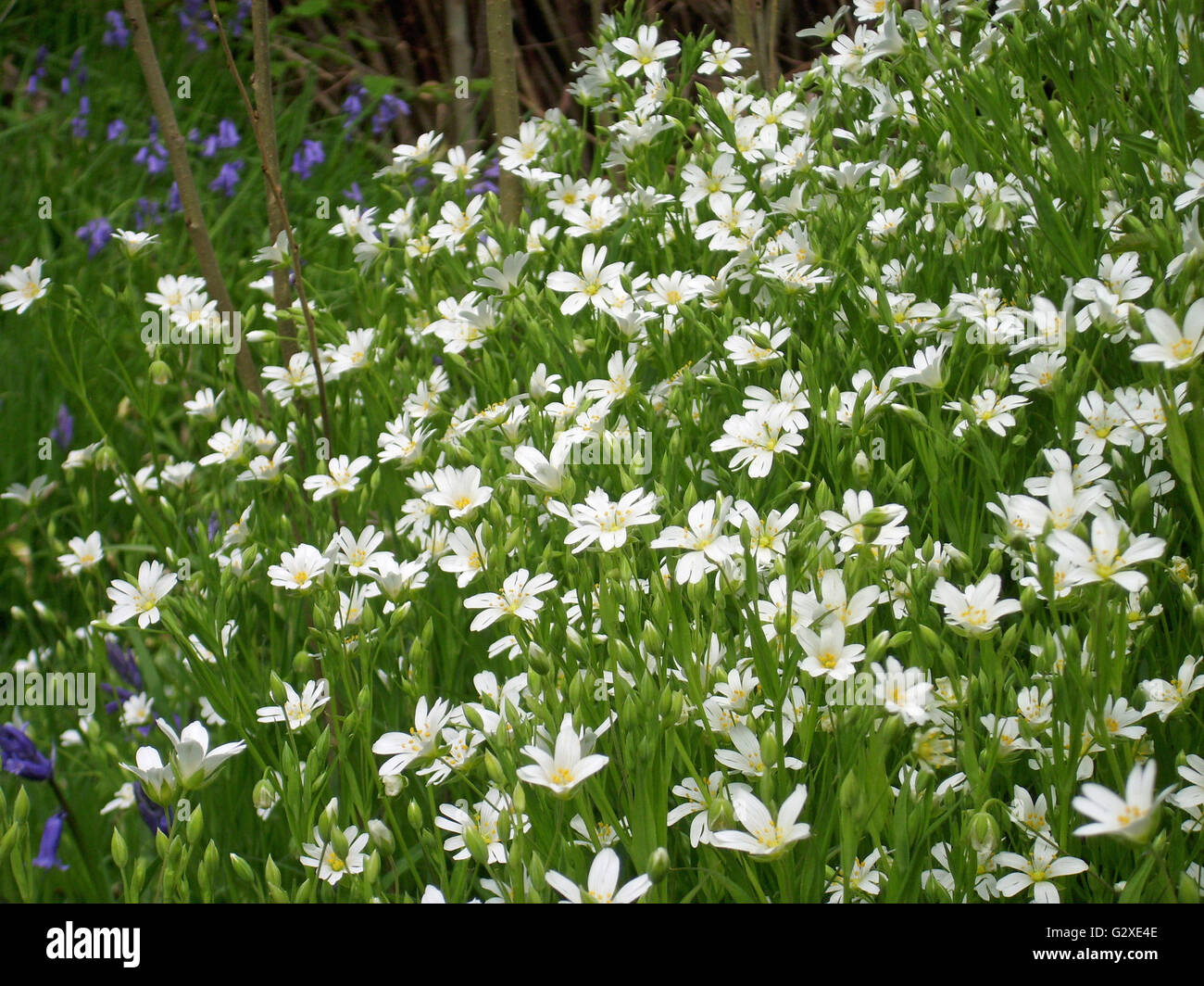 Stitchwort flowers hi-res stock photography and images - Alamy