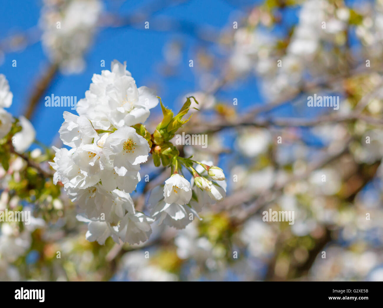 White blossom of Japanese cherry tree (Prunus Serrulata) with shallow ...