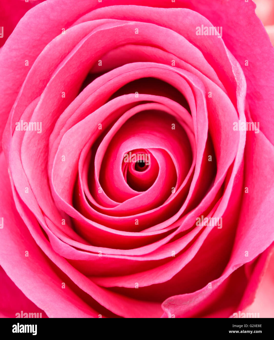 Soft focus pink rose flower hi-res stock photography and images - Alamy