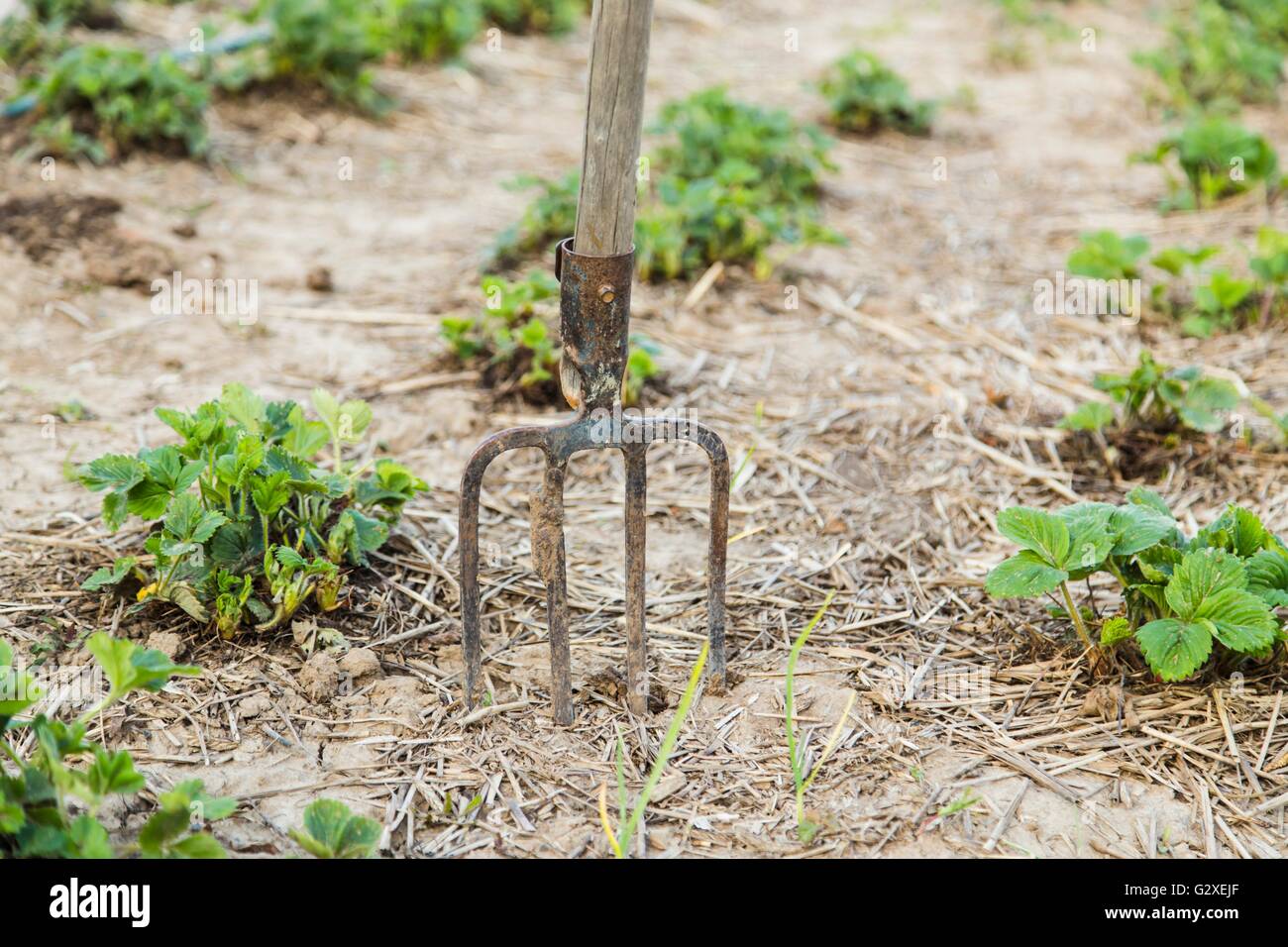 Pitchfork in the ground closeup Stock Photo - Alamy
