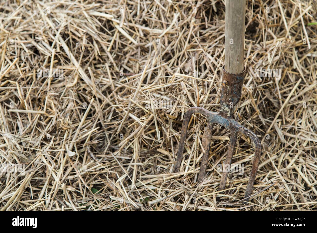 Old farmers pitchfork hi-res stock photography and images - Alamy