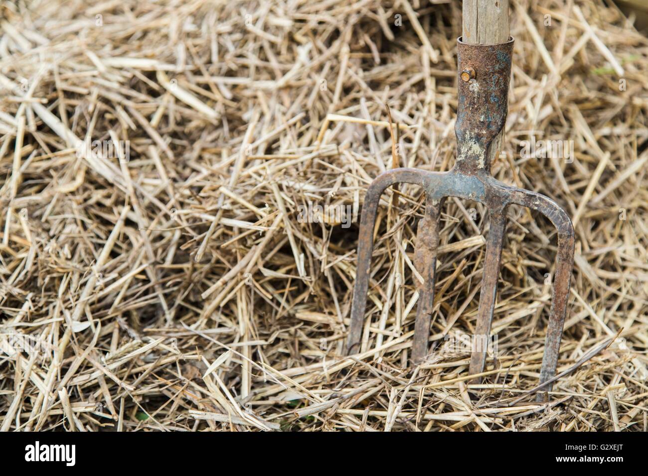 Pitchfork in haystack closeup hi-res stock photography and images - Alamy