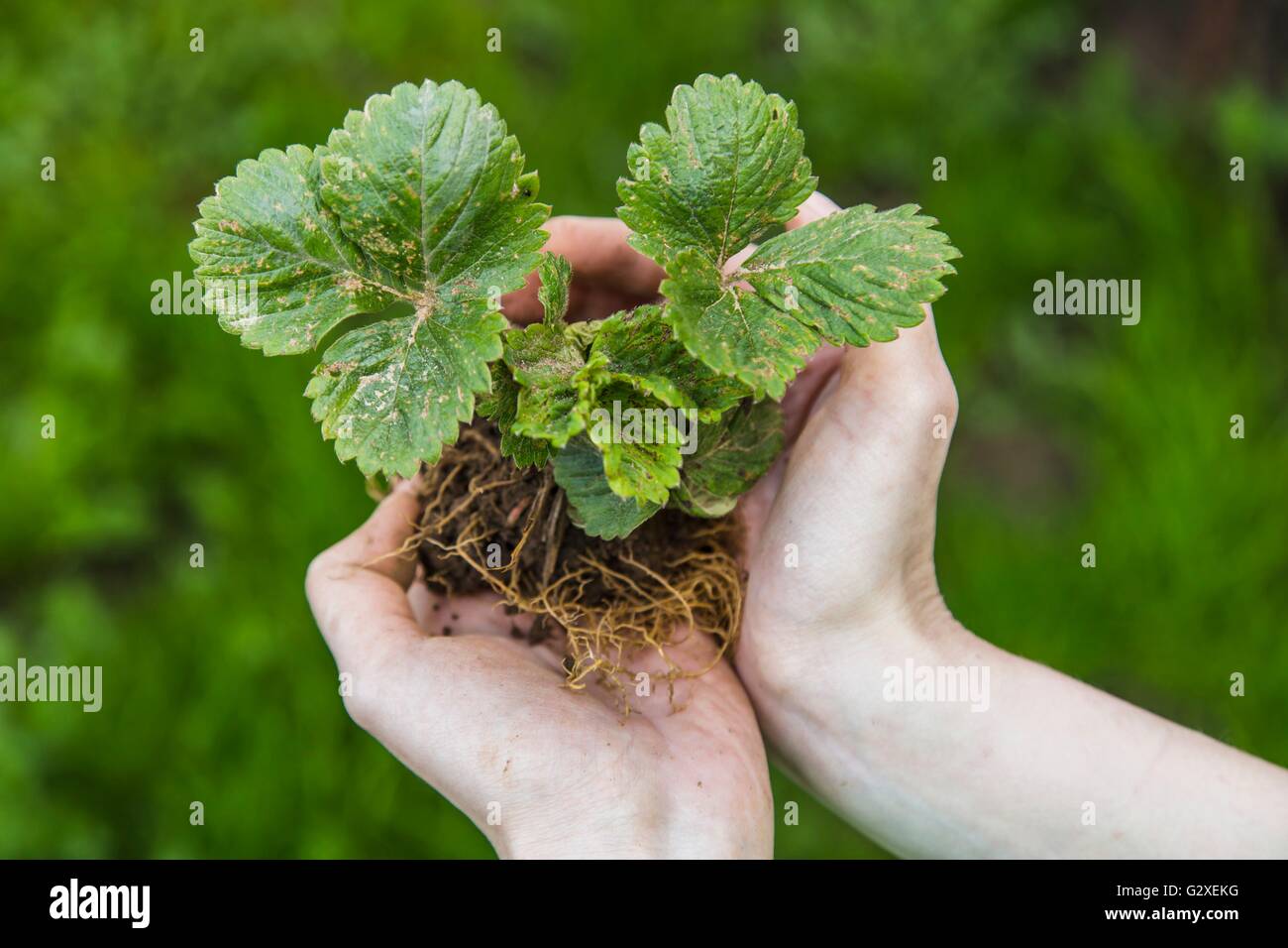 Hands hold plant growing hi-res stock photography and images - Alamy