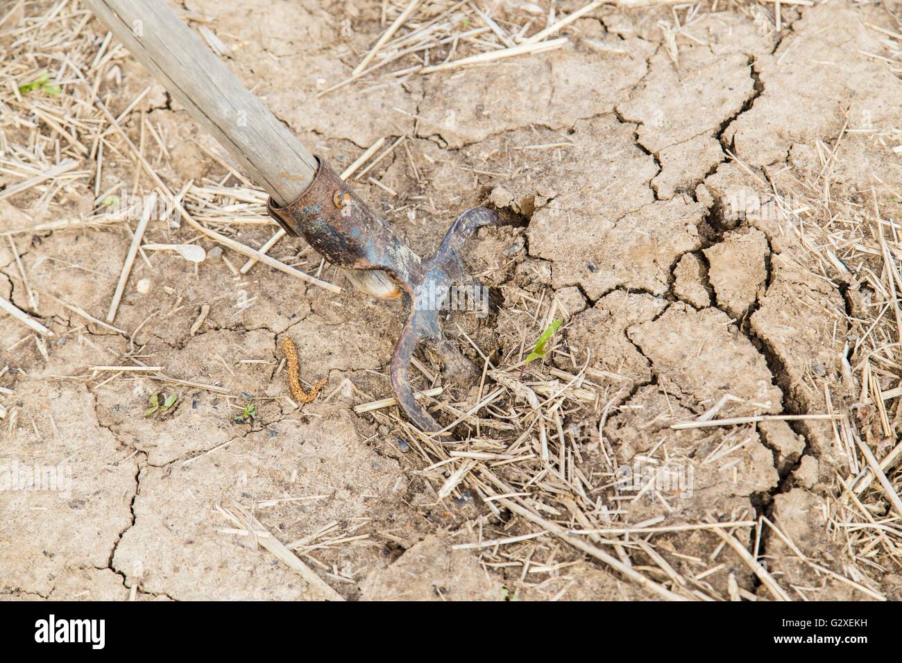 Forks in the ground Stock Photo - Alamy
