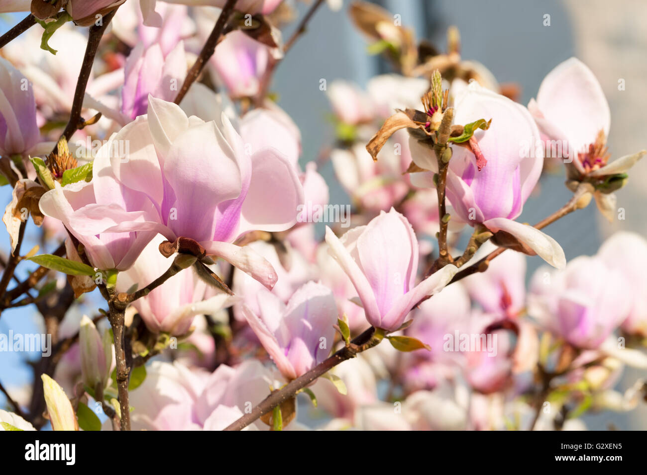 magnolia flowers on the sky background Stock Photo - Alamy