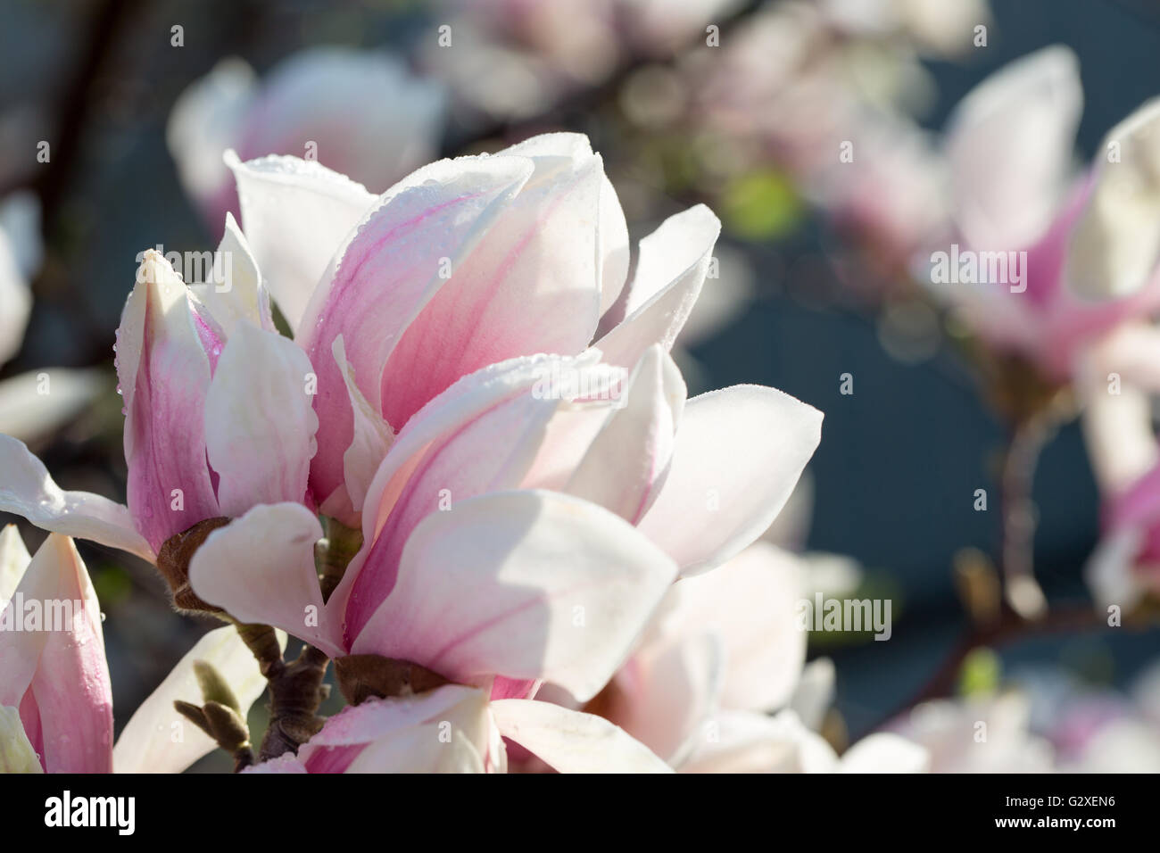 magnolia flowers on the sky background Stock Photo - Alamy