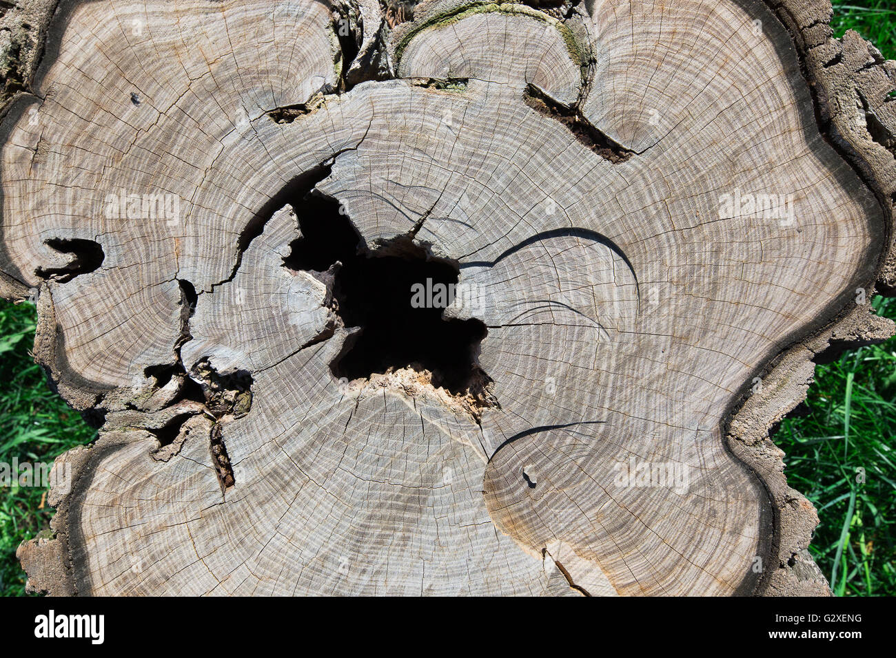 close up of wooden stump Stock Photo - Alamy