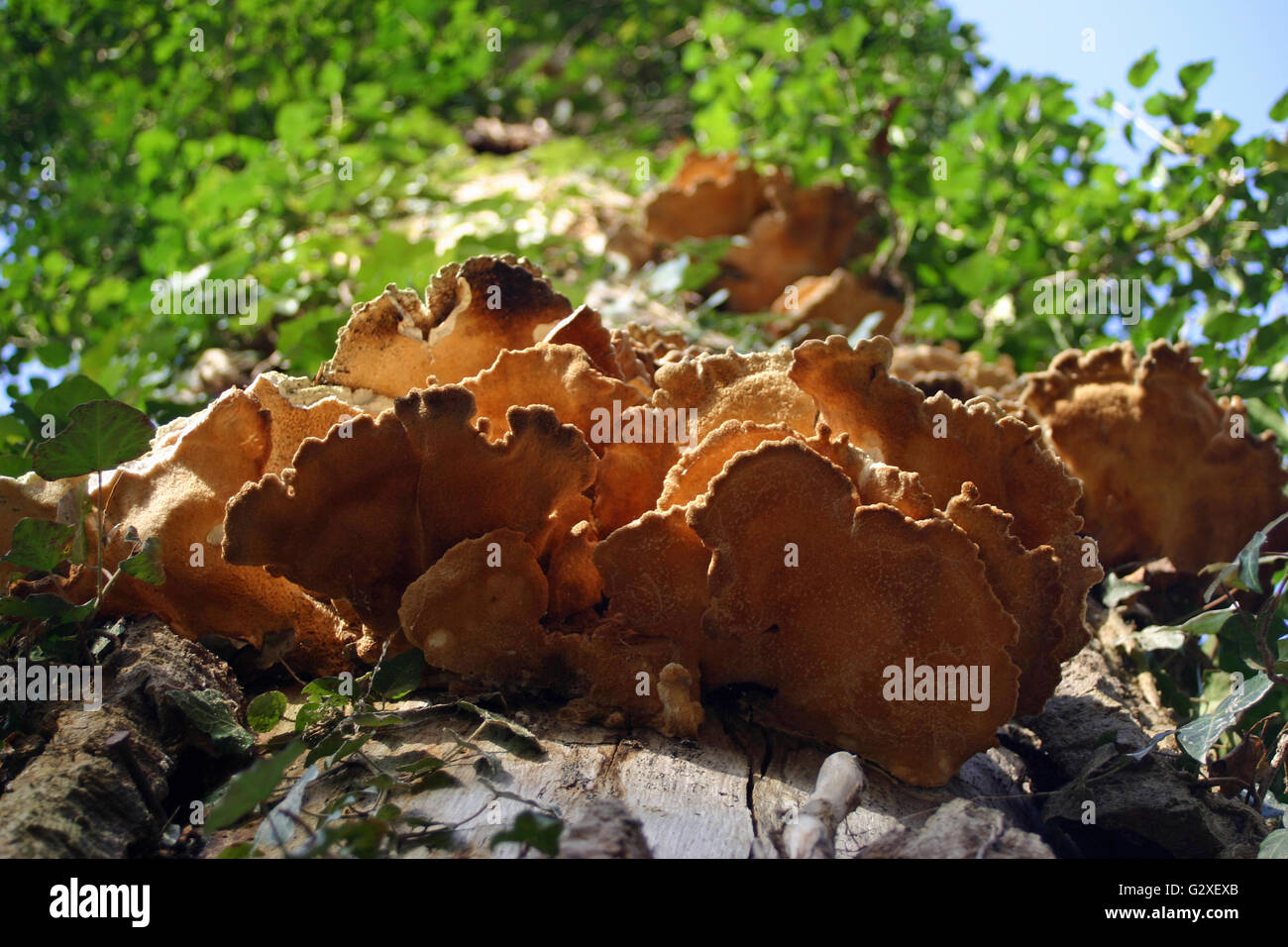 Bracket fungi on tree Stock Photo - Alamy