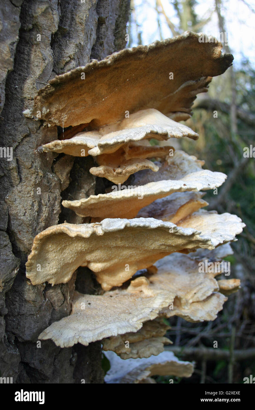 Bracket fungi on tree Stock Photo - Alamy