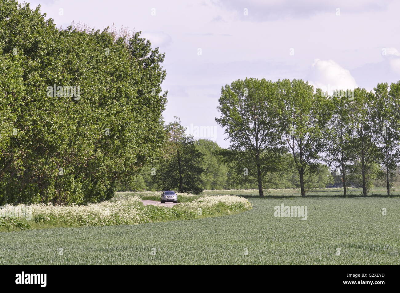 South-east of Prickwillow east from OS grid 608802 Cambridgeshire Fens ...