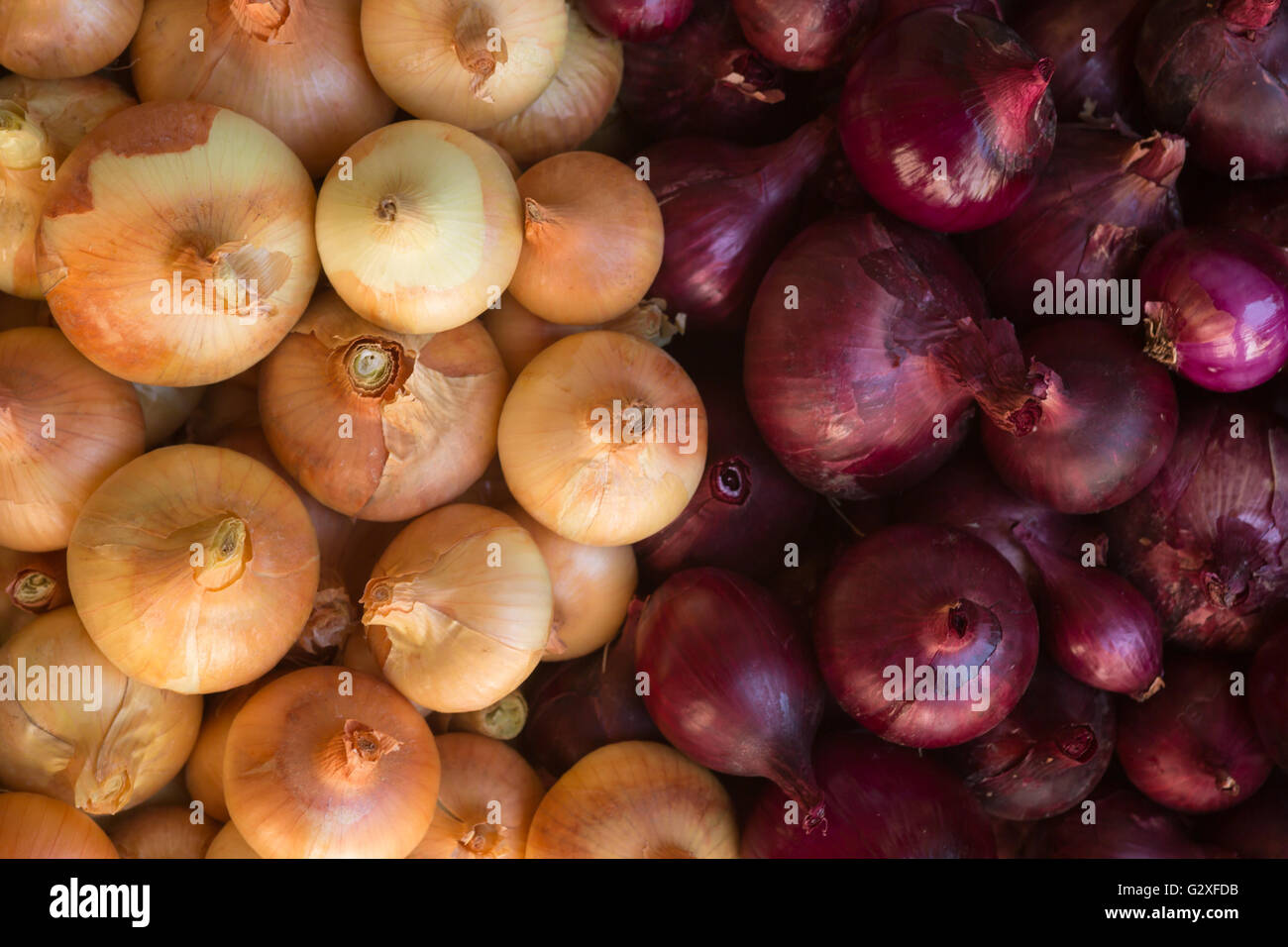 Agricultural background, a pile of beautiful bulb onions Stock Photo ...