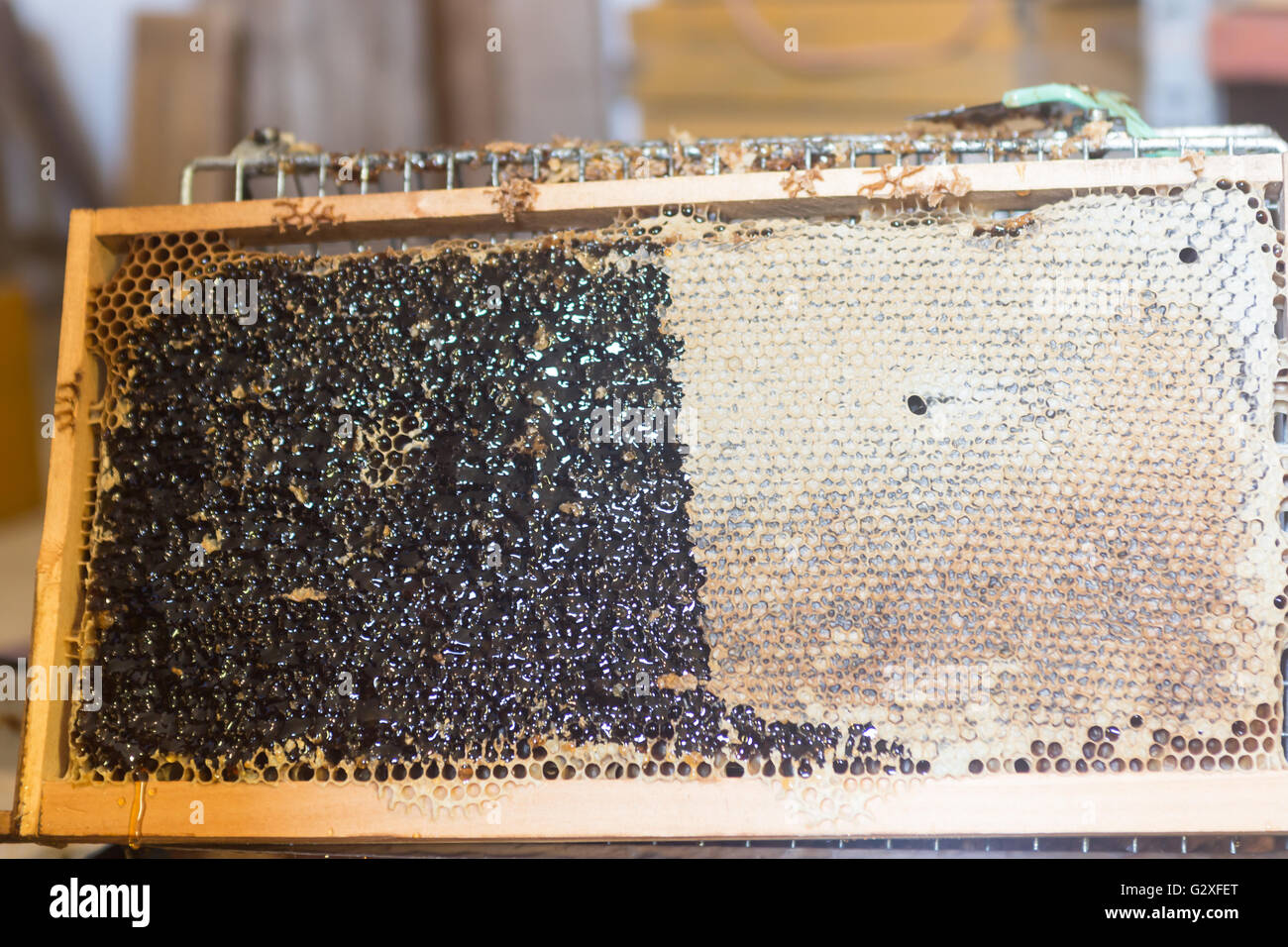 Honey from the hive making in honeycombs - close up of honey making ...