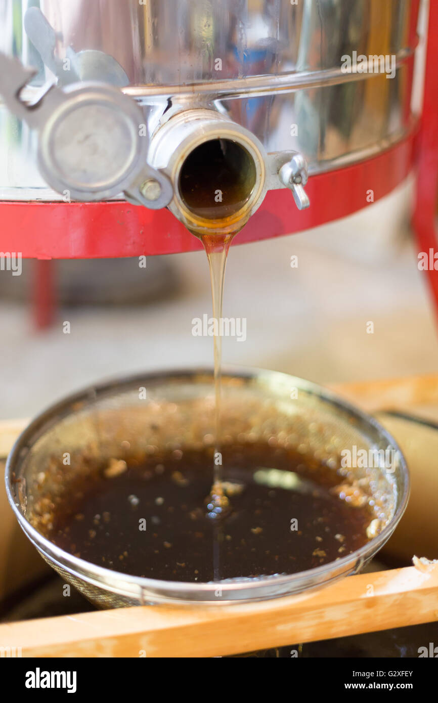 Honey from the hive making in honeycombs - close up of honey making ...