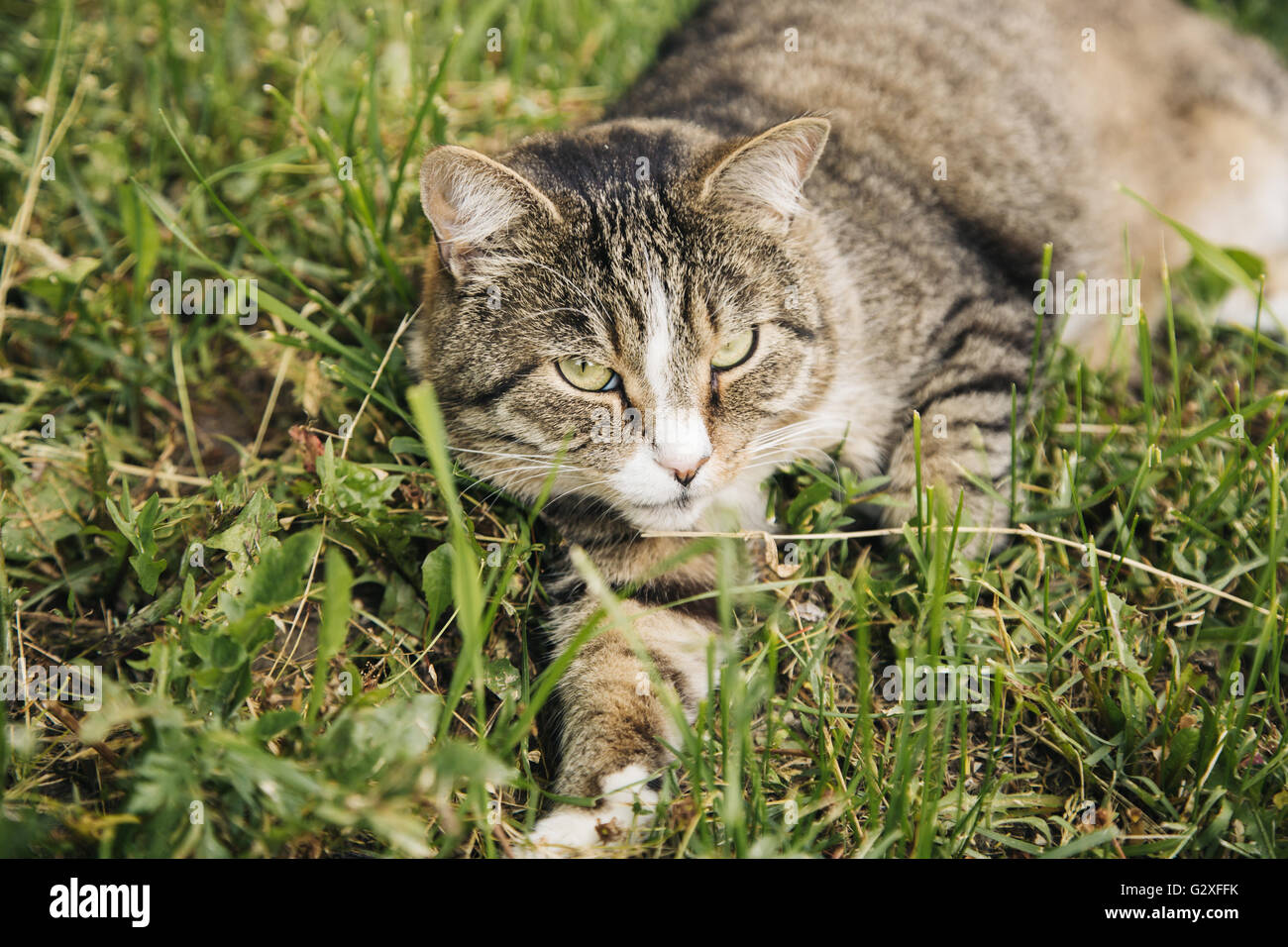 Beautiful grey cat hi-res stock photography and images - Alamy