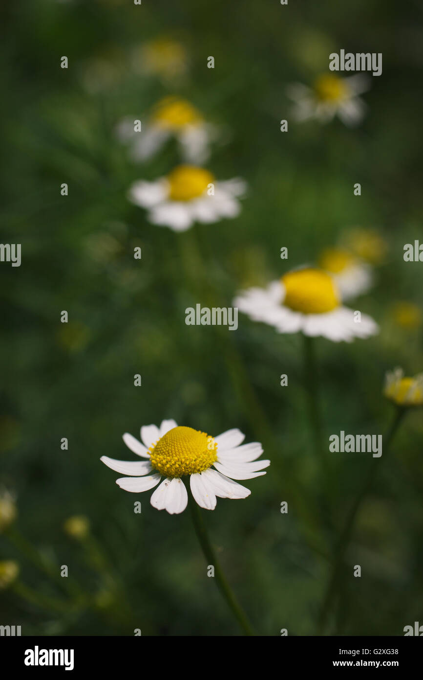 field daisies in a meadow Stock Photo - Alamy