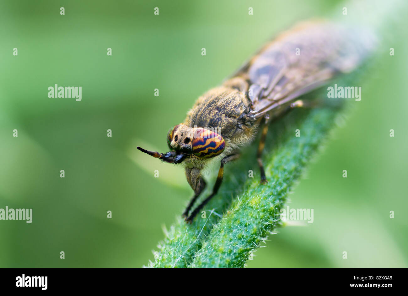 Notch-horned Cleg or cleg fly (Haematopota pluvialis). Biting fly in ...