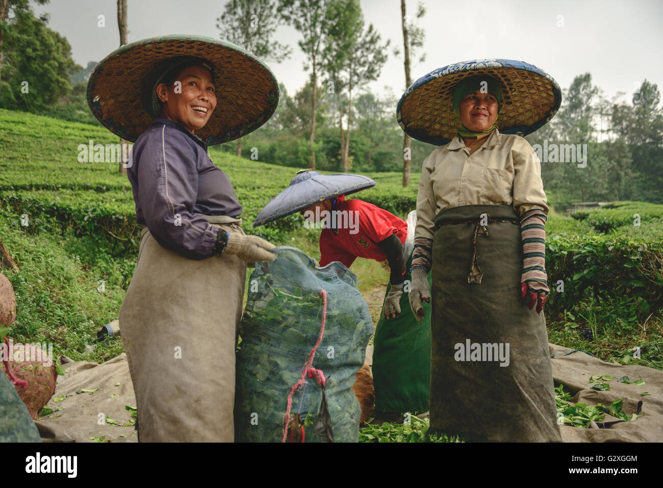 Indonesian tea plantation hi-res stock photography and images - Alamy