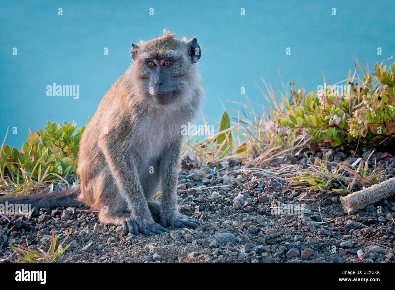 Flores, Kelimutu Volcano, Macaque sitting Stock Photo - Alamy