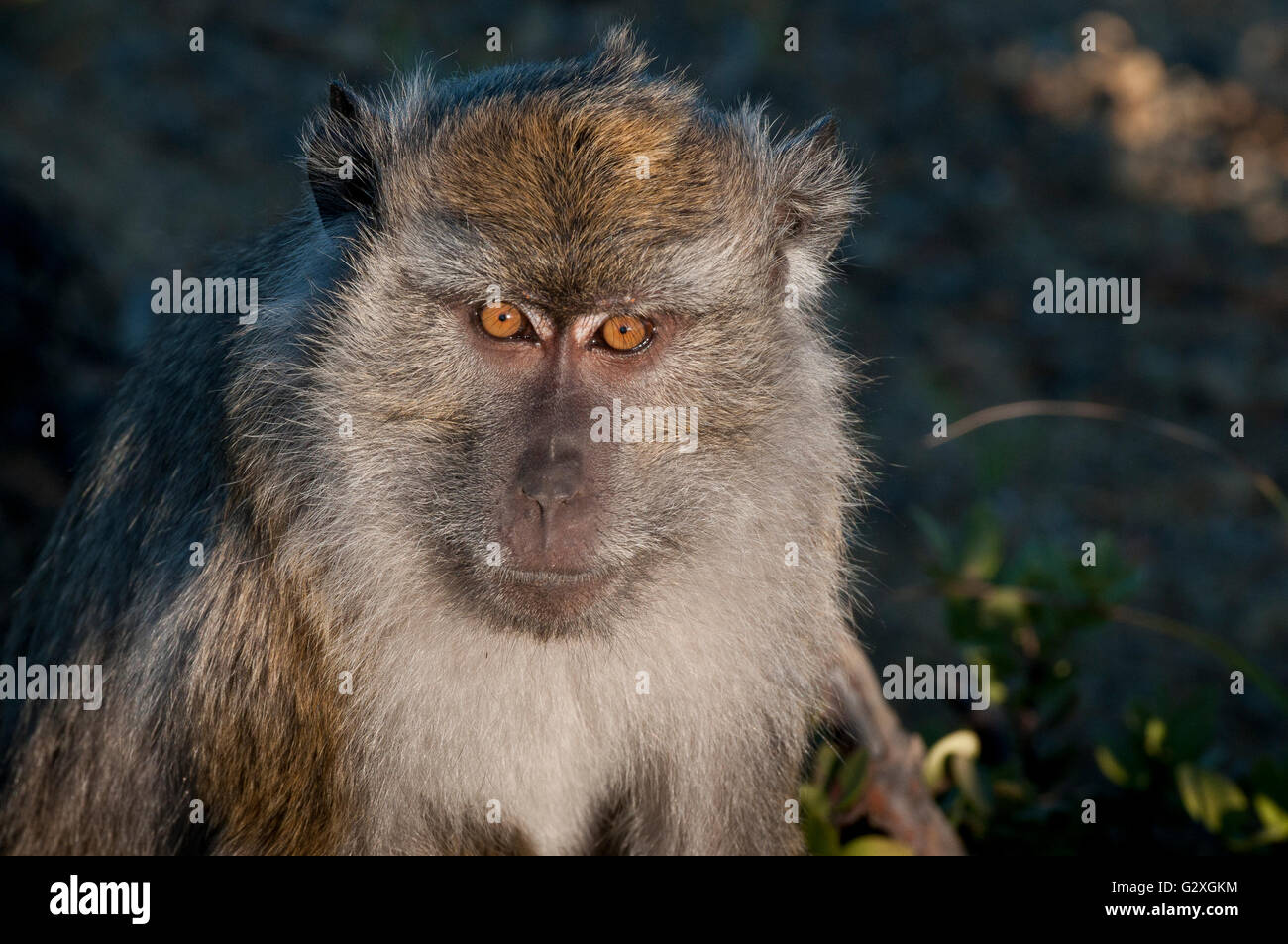 Flores, Kelimutu Volcano, Macaque's head at sunrise Stock Photo - Alamy