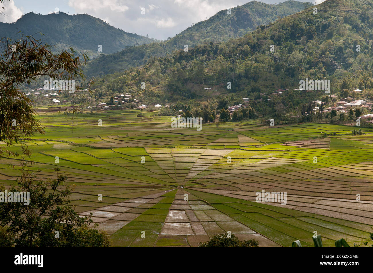 Flores, Lingko Spider-Web Shaped Rice Fields Stock Photo - Alamy