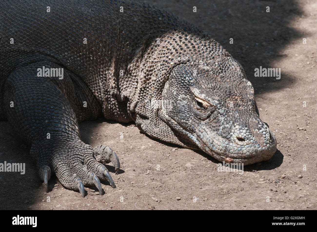 Rinca Island, Komodo Dragon's head Stock Photo - Alamy