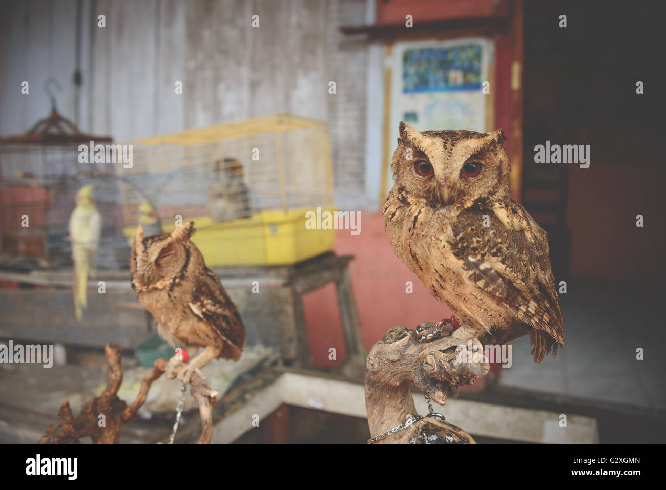Owls at a bird market in Java Stock Photo - Alamy