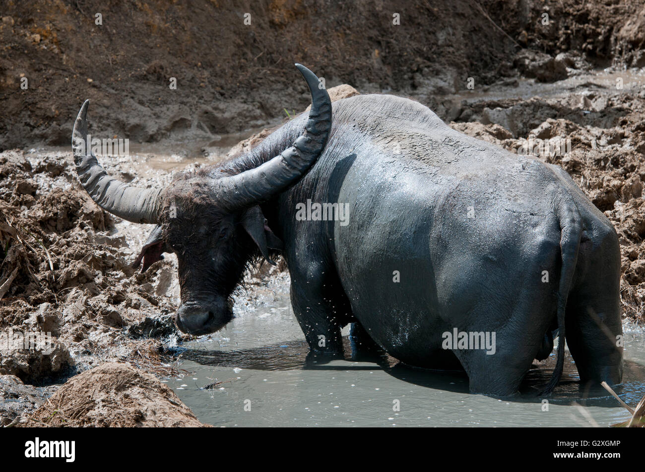 Rinca Island, Water Buffalo taking a bath Stock Photo - Alamy
