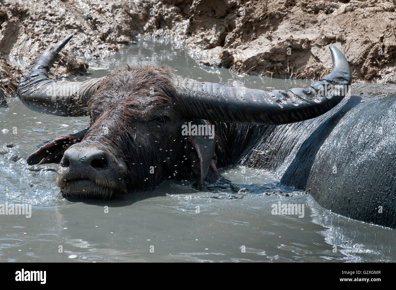 Rinca Island, Water Buffalo taking a bath Stock Photo - Alamy