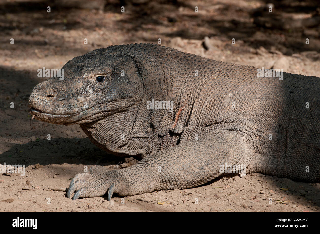 Komodo Island, Komodo Dragon's head Stock Photo - Alamy