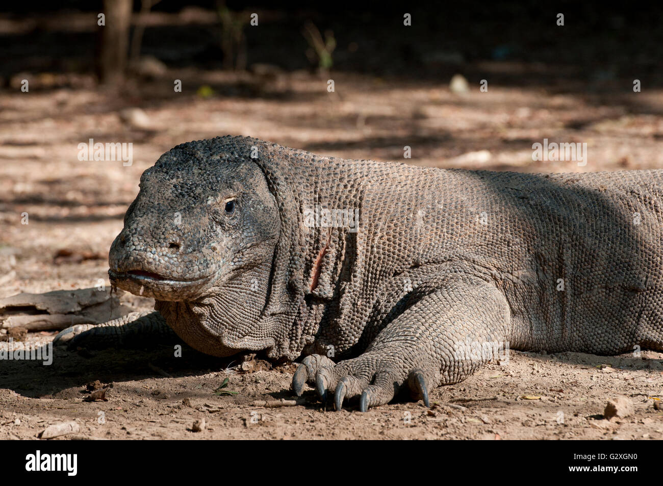 Komodo dragon head hi-res stock photography and images - Alamy