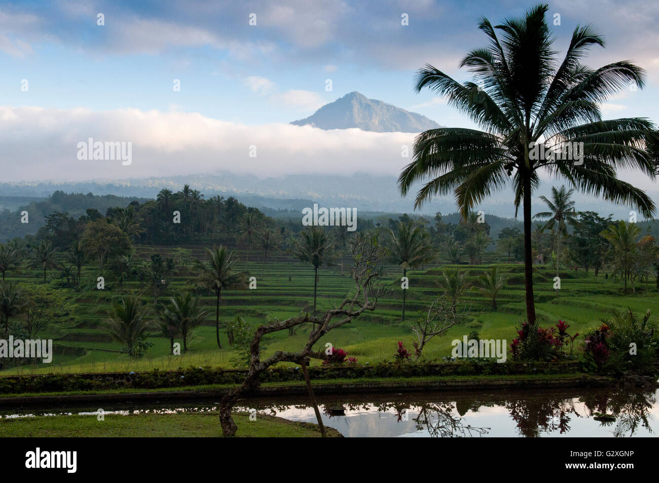 Java, Mt. Ijen, View of the countryside and palm trees around volcano ...