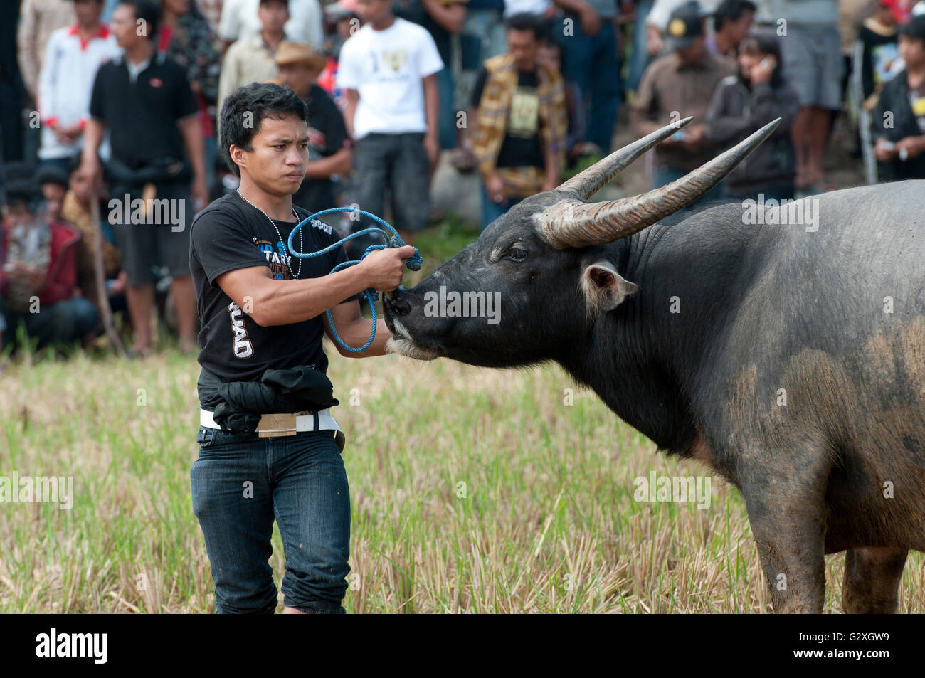 Sulawesi, Toraja Buffalo Fight, Young Man Villager with bull Stock ...