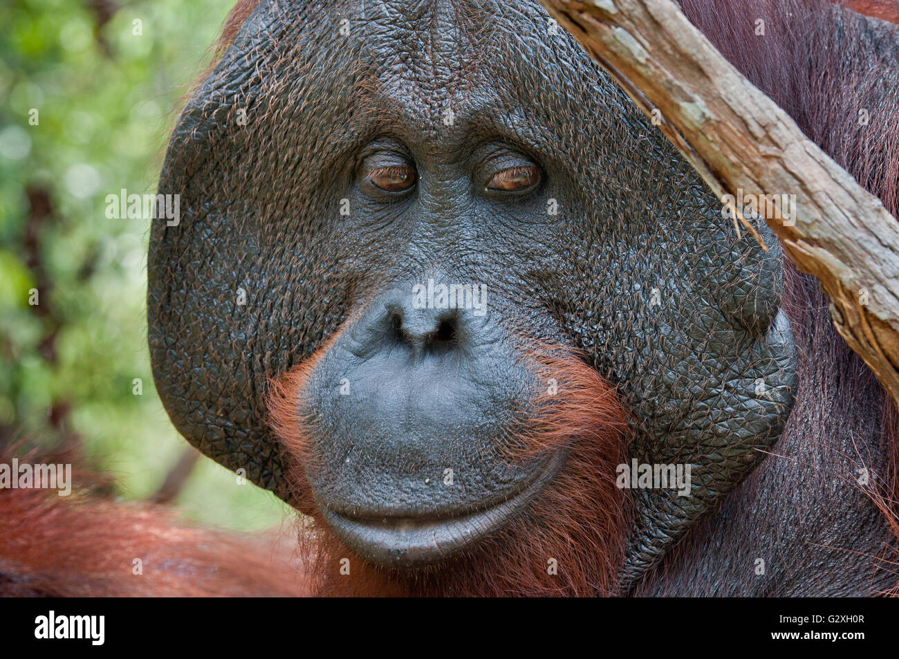 Kalimantan, Tanjung Puting NP, Male Orangutan's Face Stock Photo - Alamy