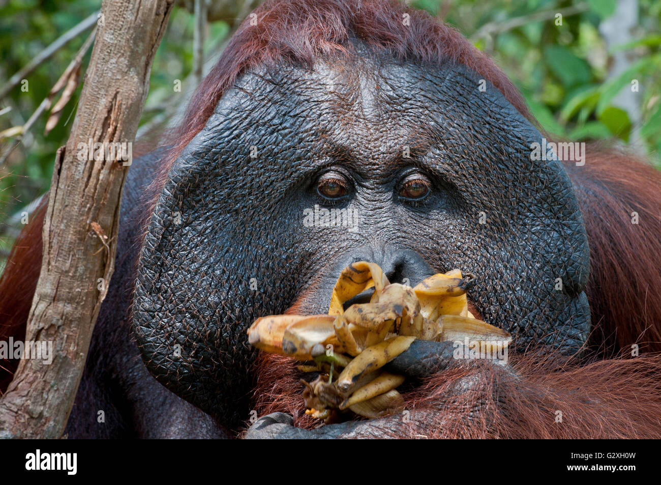 Kalimantan, Tanjung Puting NP, Male Orangutan's Face Eating Bananas ...