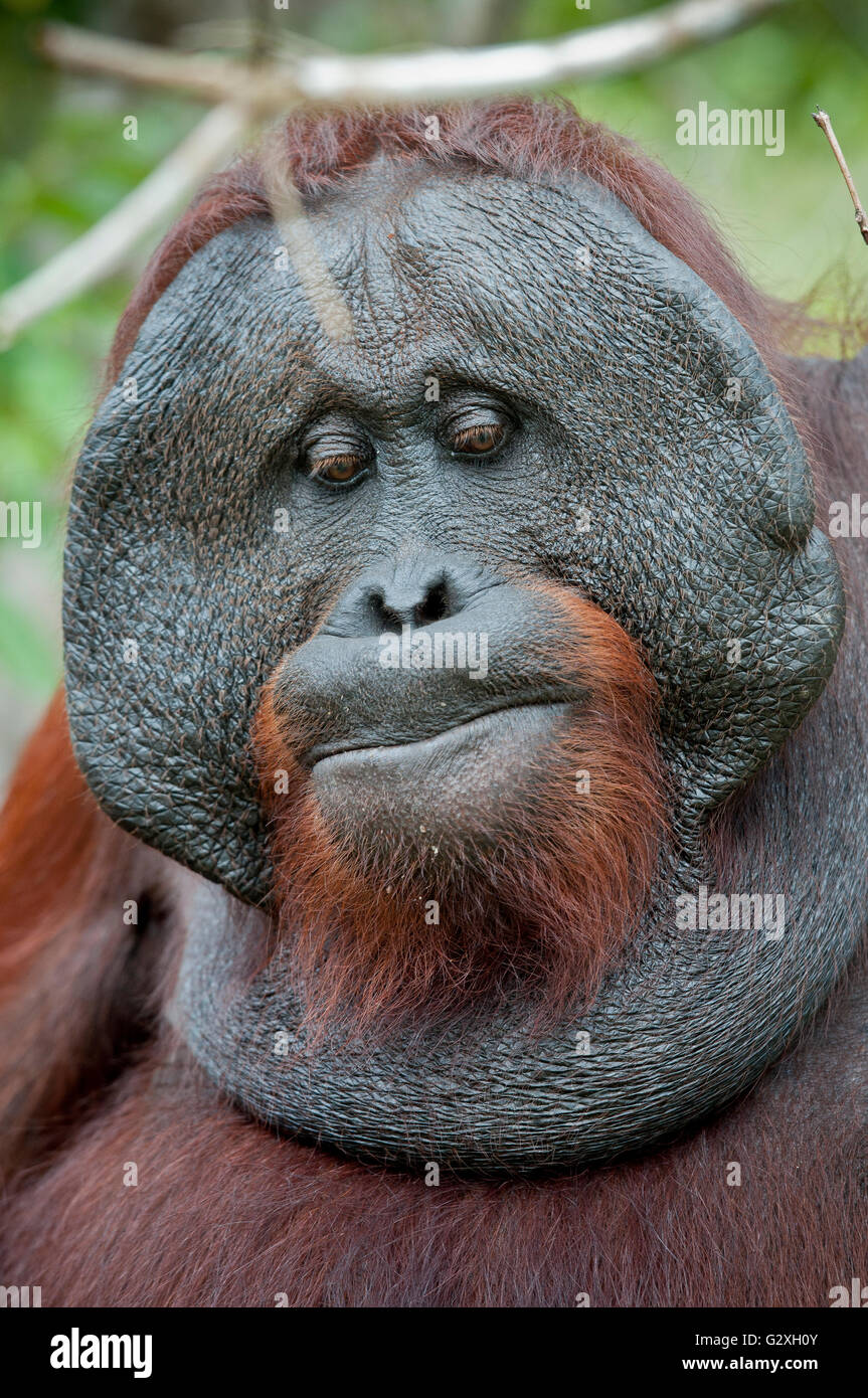 Kalimantan, Tanjung Puting NP, Male Orangutan's Face Stock Photo - Alamy