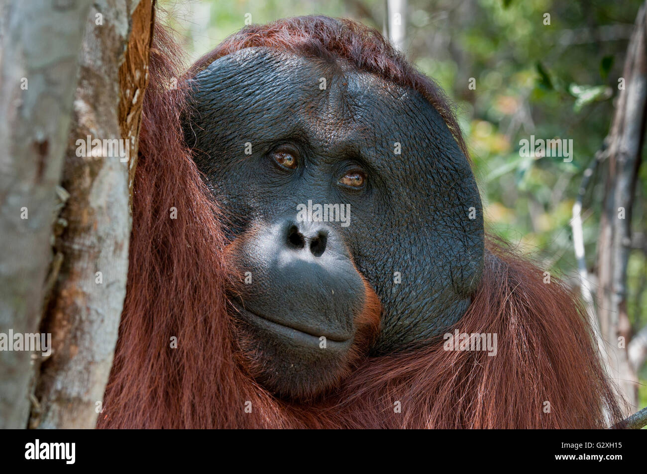 Male orangutans hi-res stock photography and images - Alamy