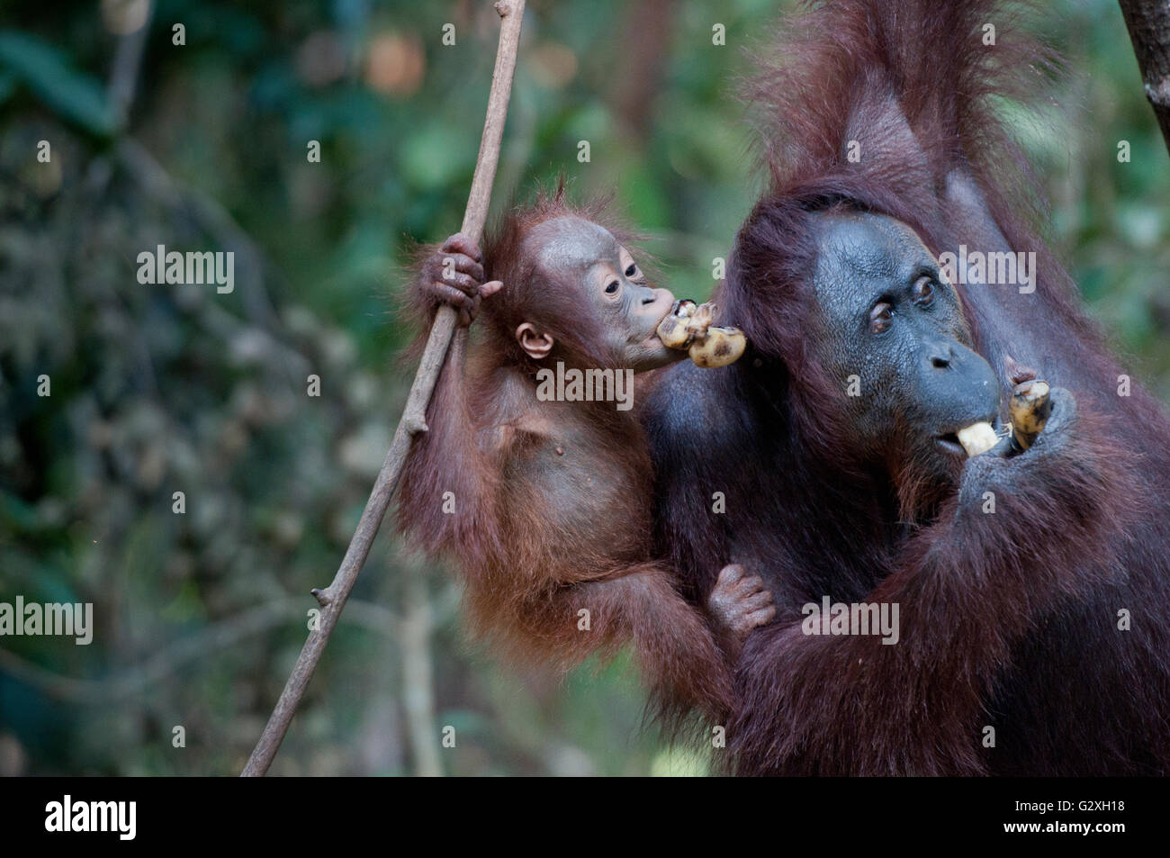 Orangutans eating hi-res stock photography and images - Alamy