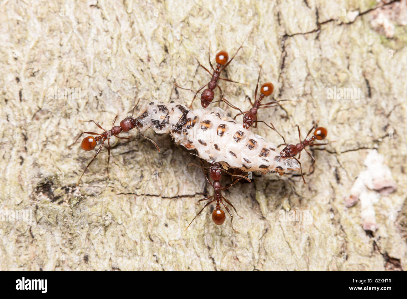 Ant larva hi-res stock photography and images - Alamy