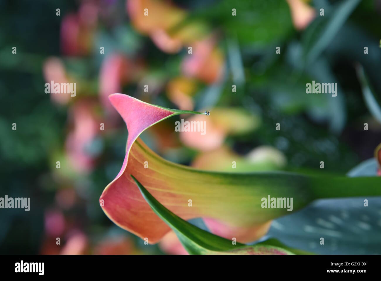 Tear drop from Lily Stock Photo - Alamy